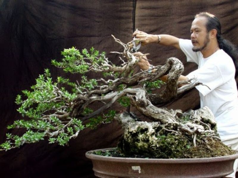 Tất Tần Tật Về Cây Bonsai - Nghệ Thuật Bonsai Độc Đáo